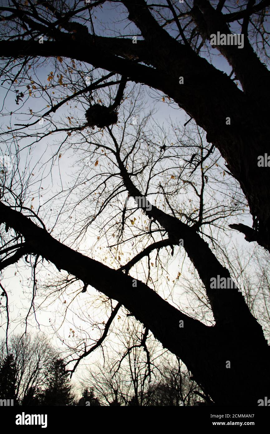 Light lit tree silhouette hi-res stock photography and images - Alamy