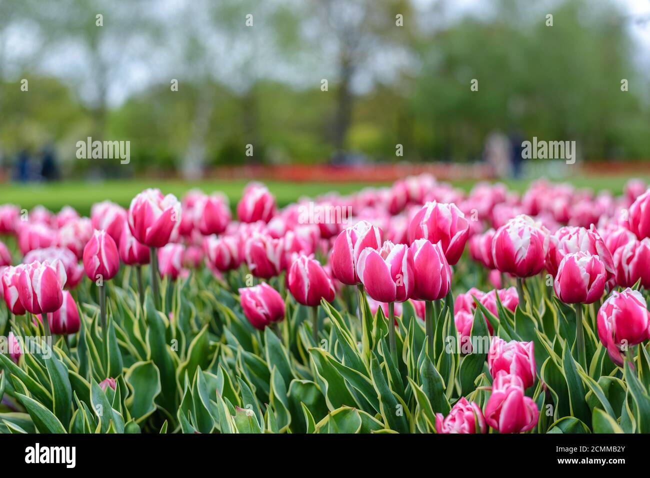 Spring tulip field in garden, Amsterdam, Netherlands Stock Photo - Alamy