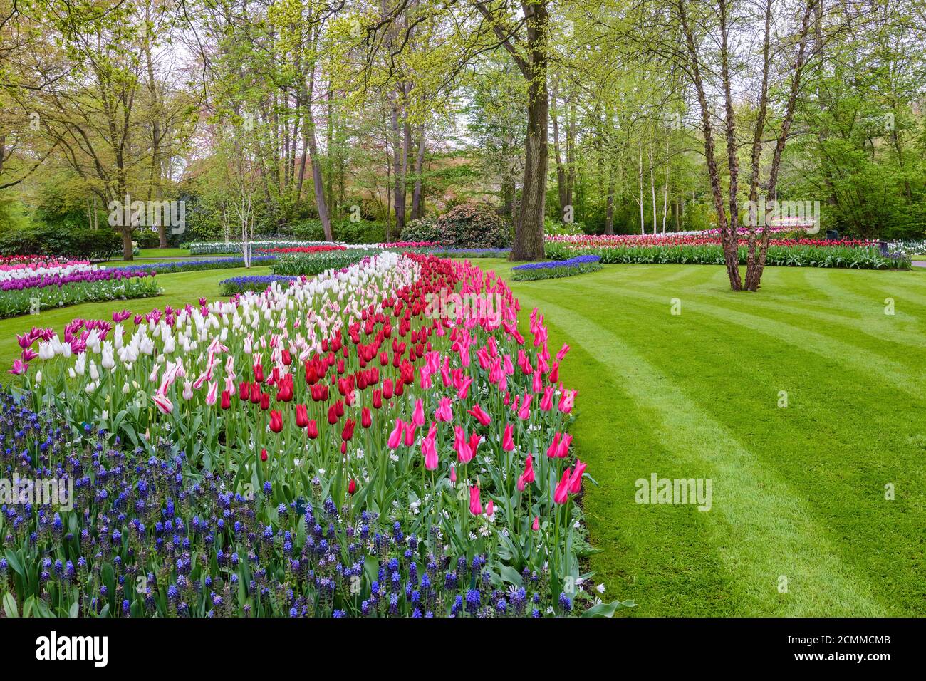 Spring tulip field in garden, Amsterdam, Netherlands Stock Photo - Alamy