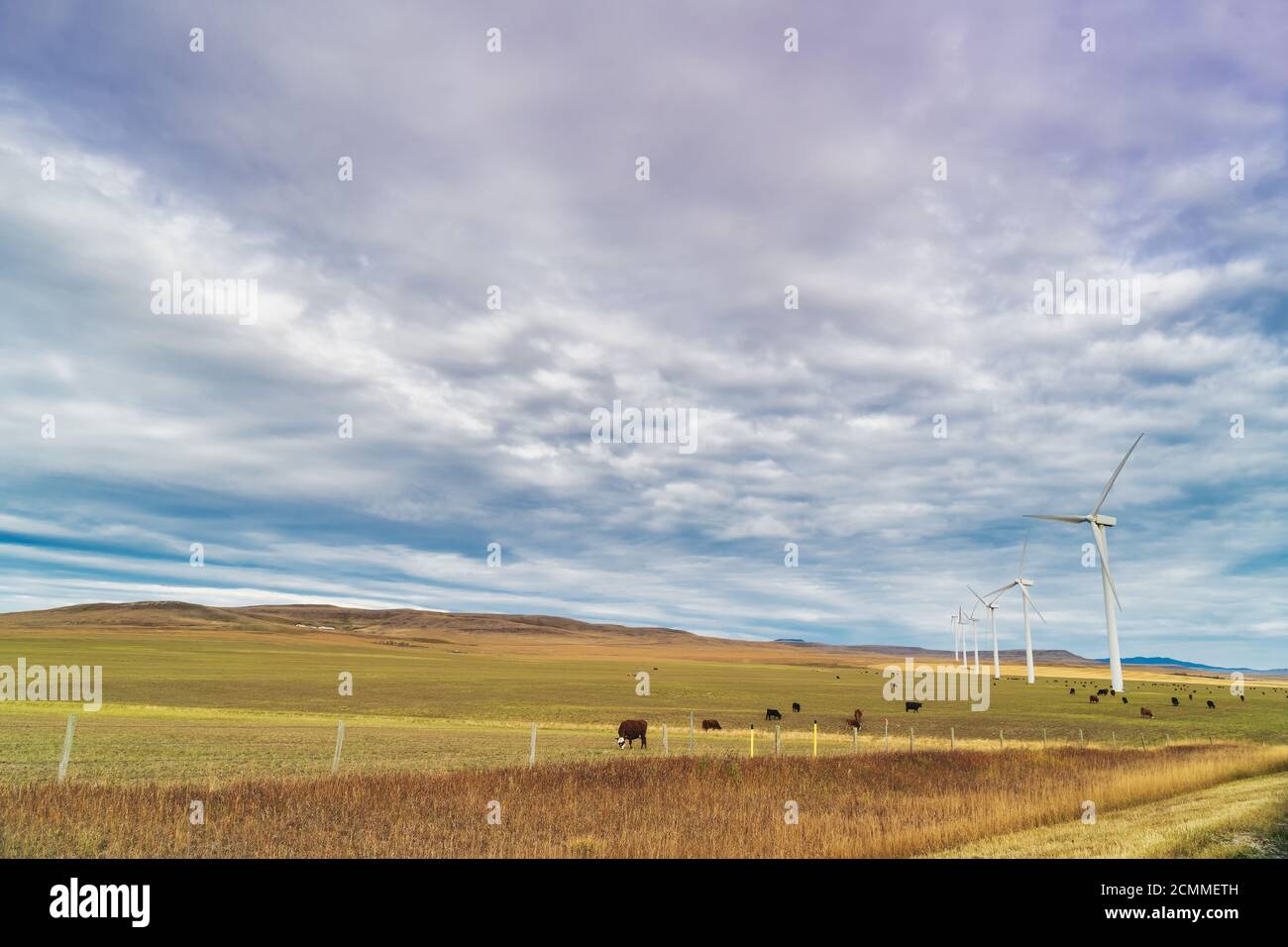 Windmill cattle country hi-res stock photography and images - Alamy
