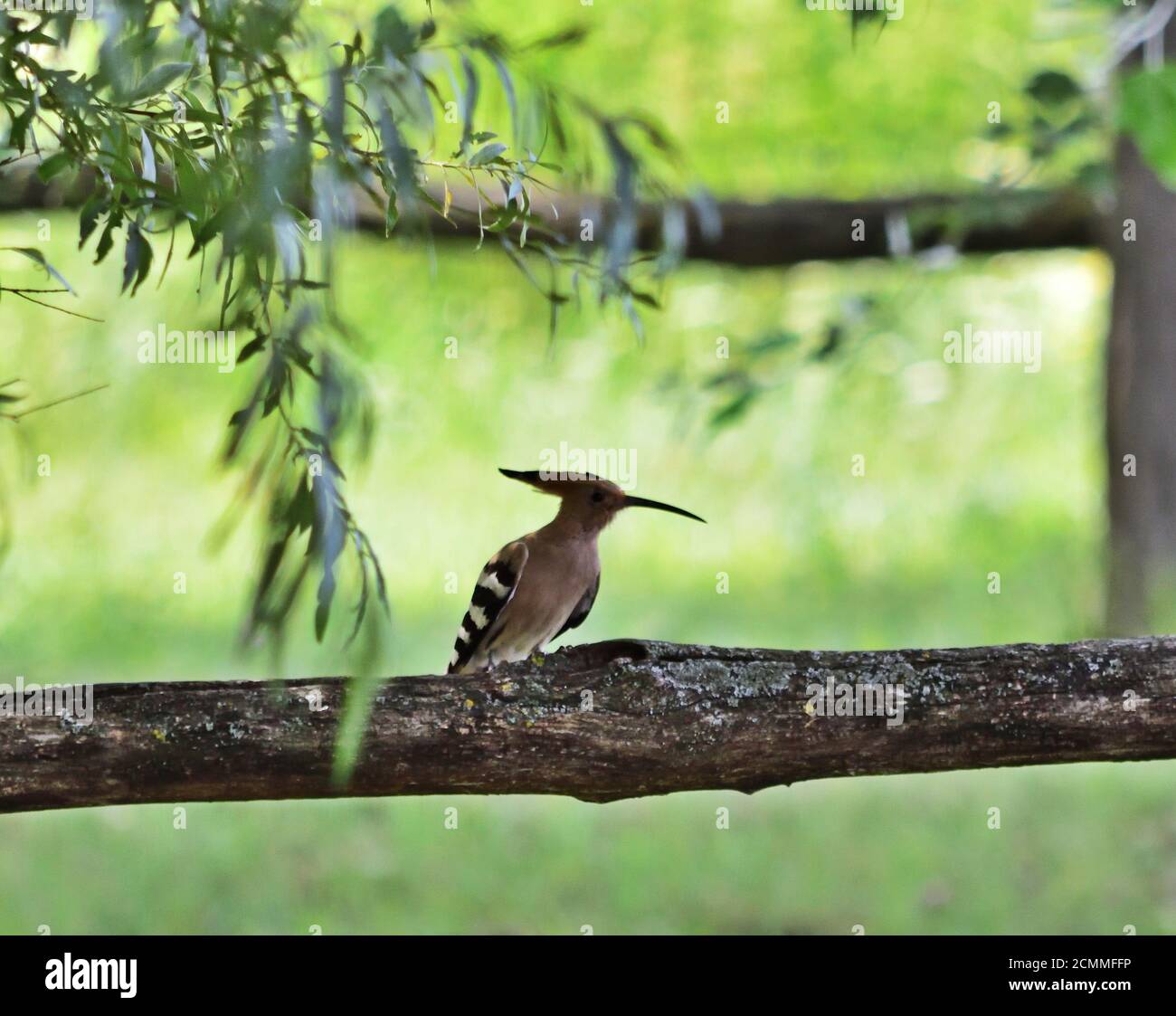 Eurasian hoopoe - Upupa epops Stock Photo - Alamy