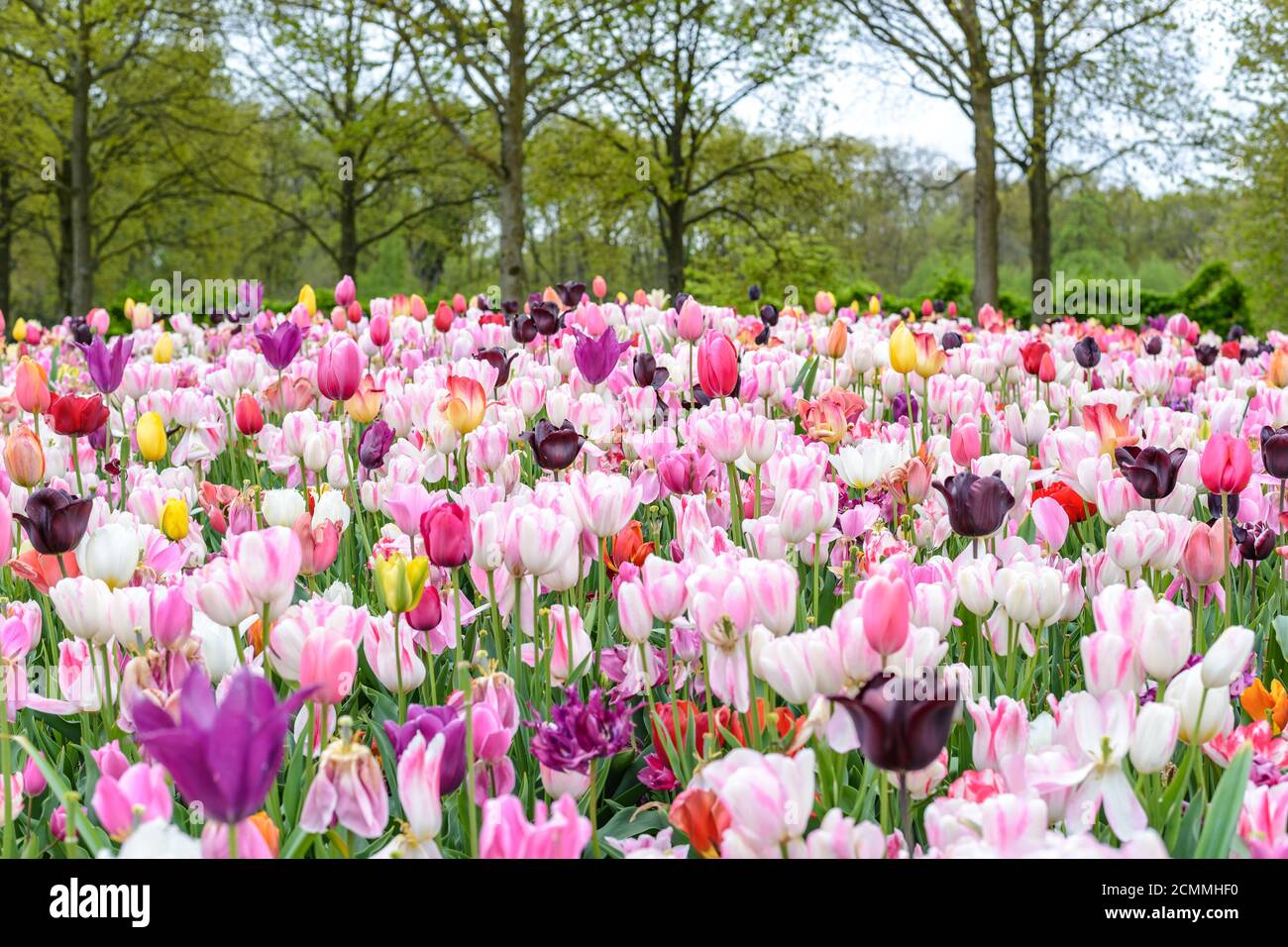Spring tulip field in garden, Amsterdam, Netherlands Stock Photo - Alamy
