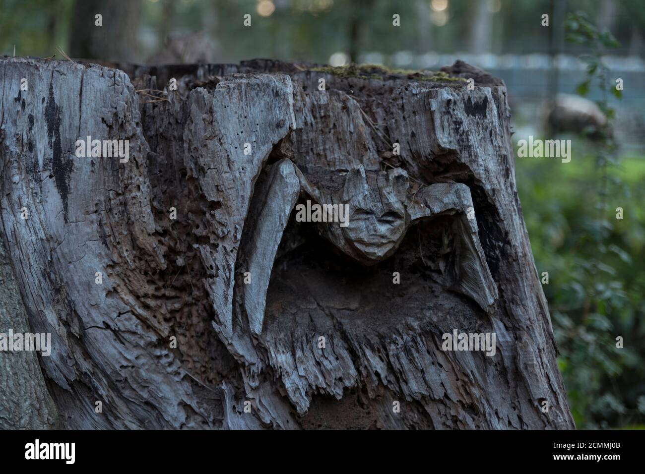 Bat tree hi-res stock photography and images - Alamy