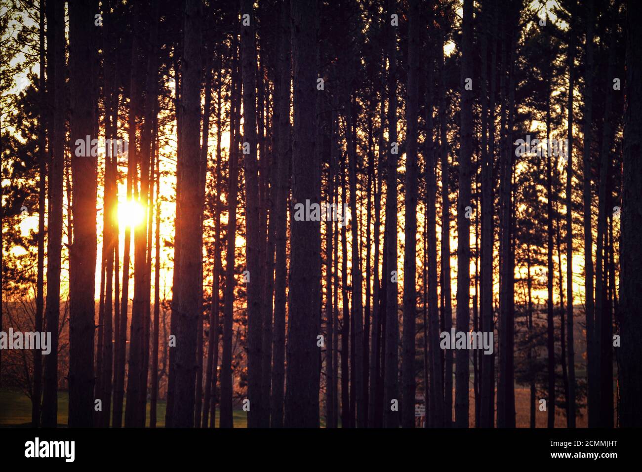 The sun, visible through the tree trunks of a forest at sunset Stock ...