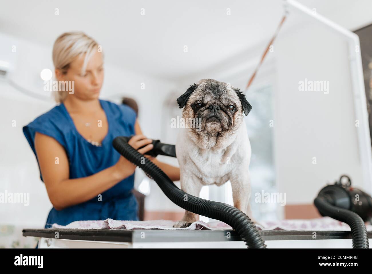 Dog grooming concept. Grooming and washing pug bread dog in the saloon ...