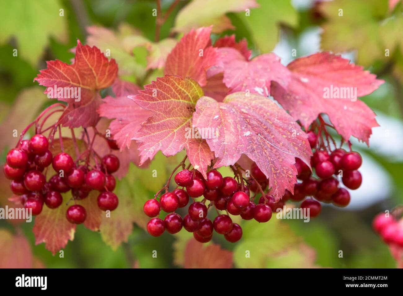 Cranberry tree hi-res stock photography and images - Alamy