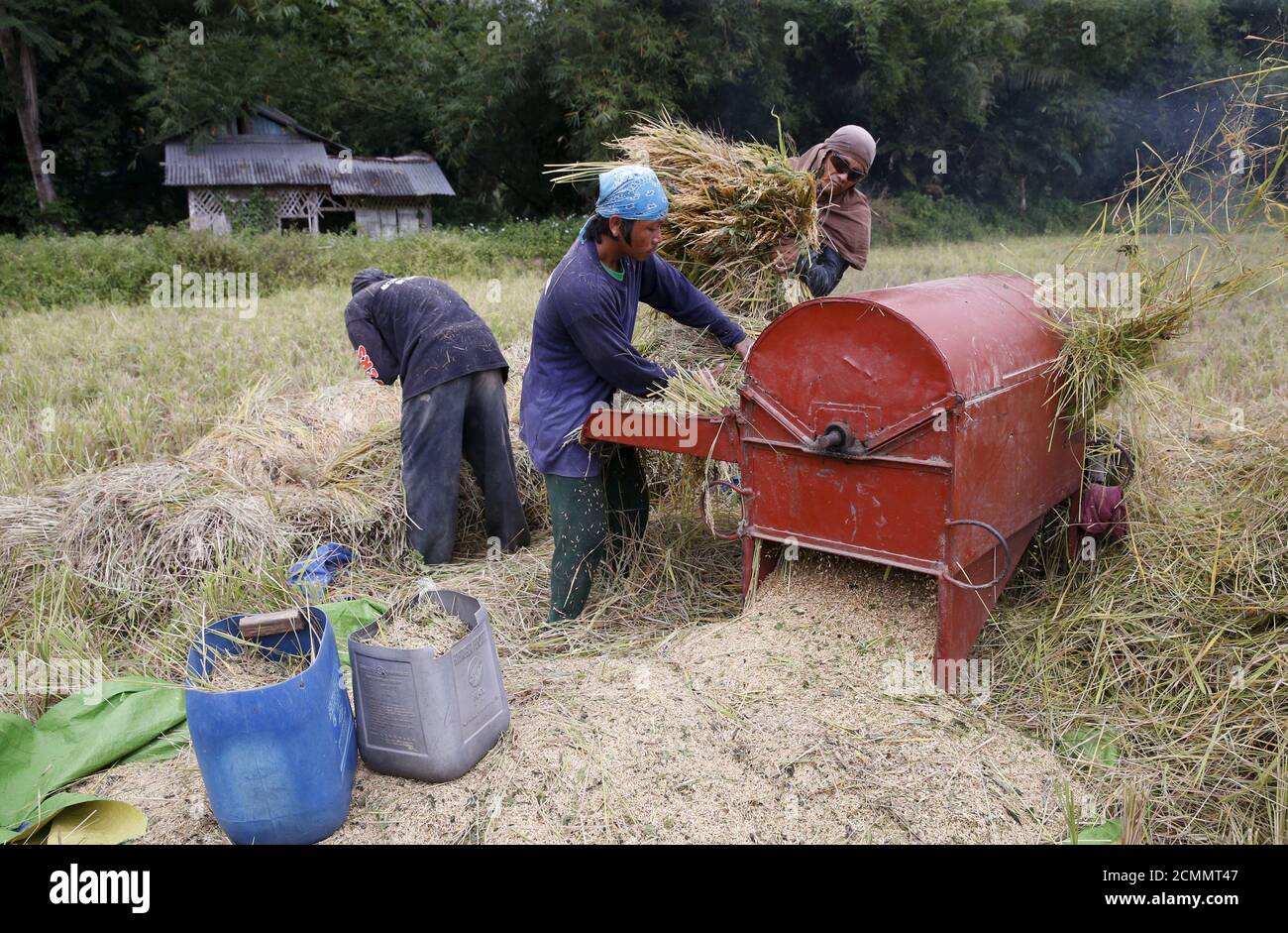 Palay palay hi-res stock photography and images - Alamy