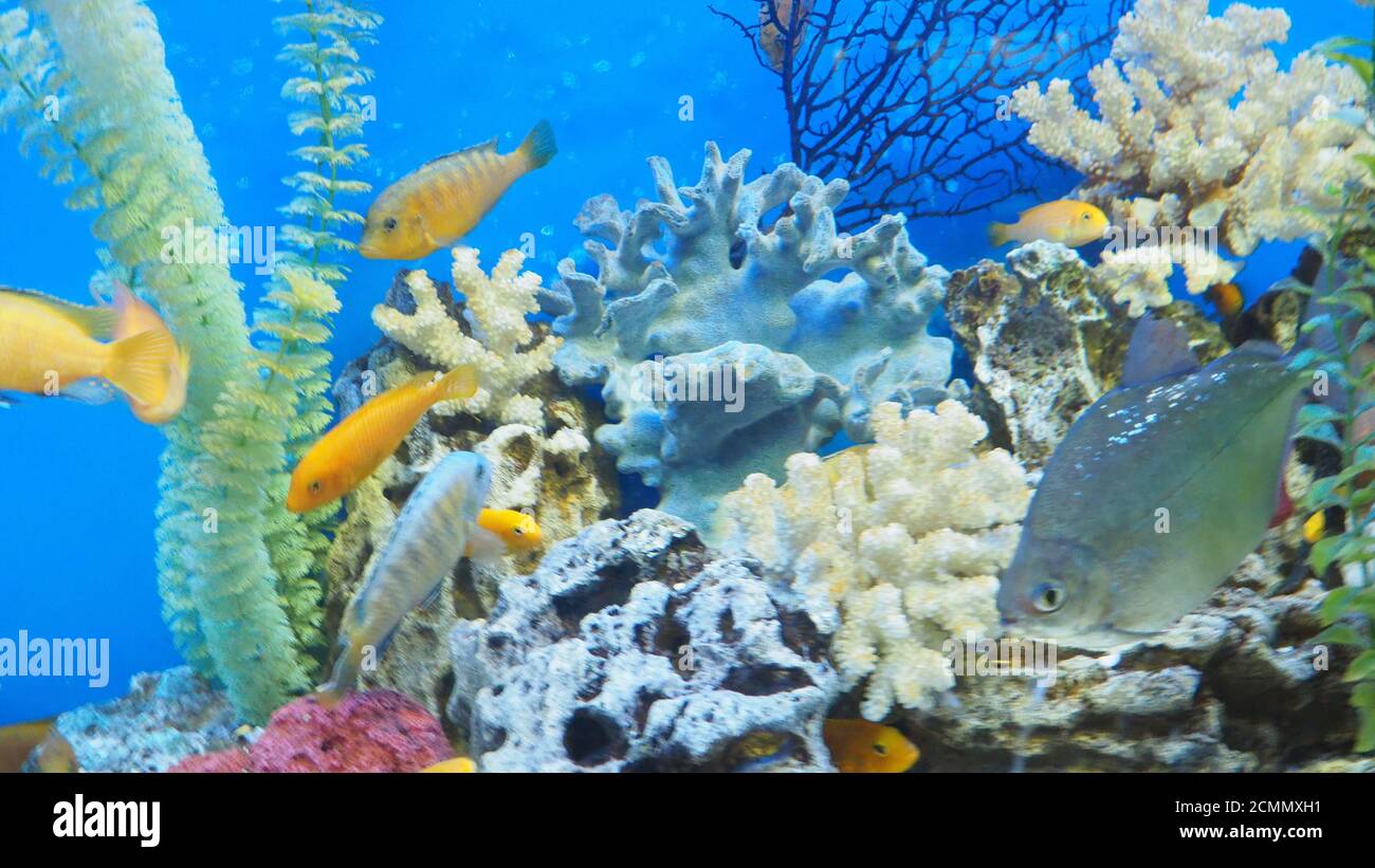 Group small tropical fish swimming hi-res stock photography and images ...