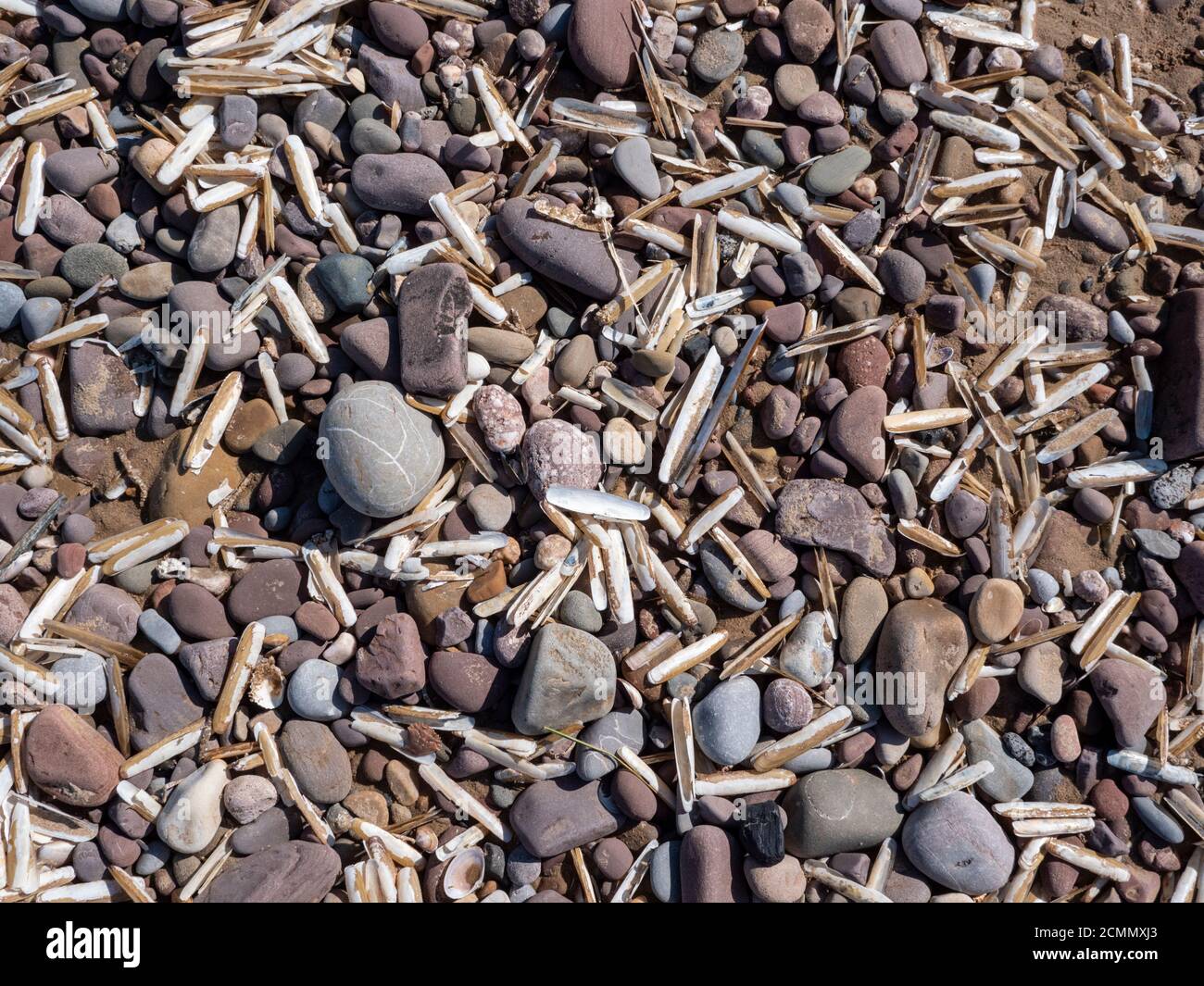 Razor clam shells washed up on the beach at Rhossii beach the Gower ...