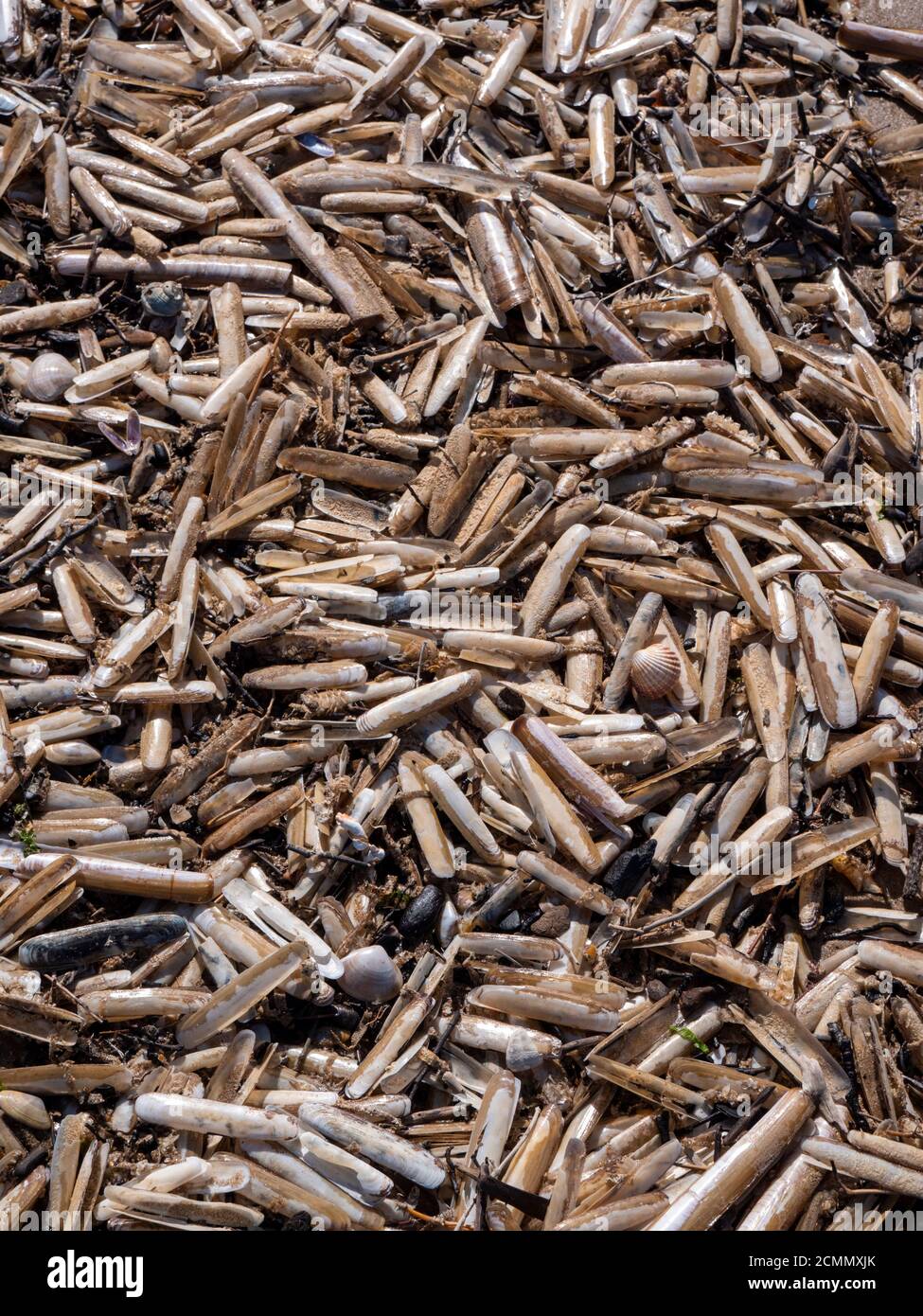 Clam shells on the beach hi-res stock photography and images - Alamy