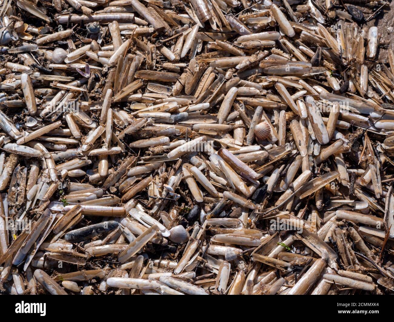 Razor clam shells washed up on the beach at Rhossii beach the Gower ...