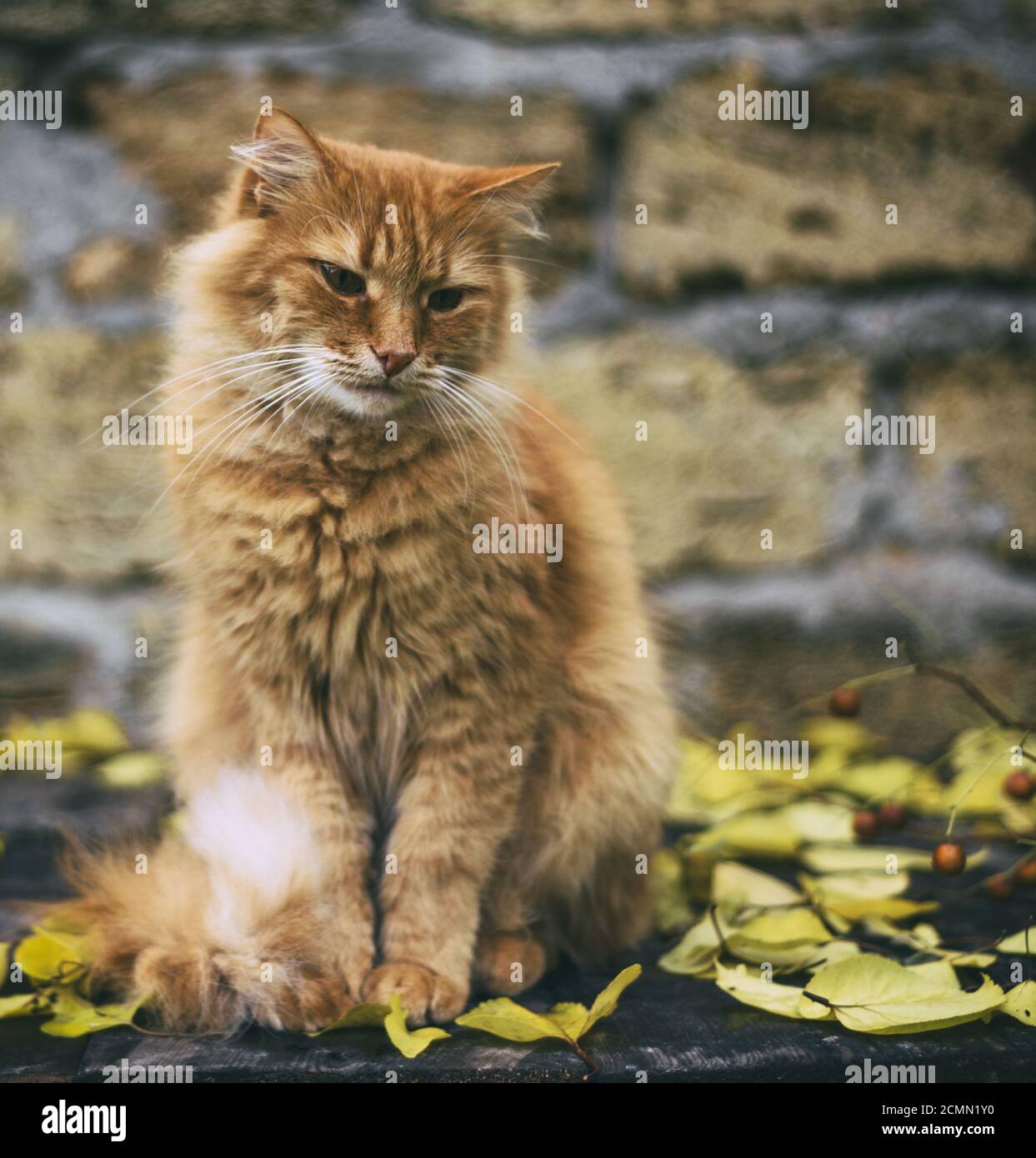 big adult sad red cat sitting Stock Photo - Alamy