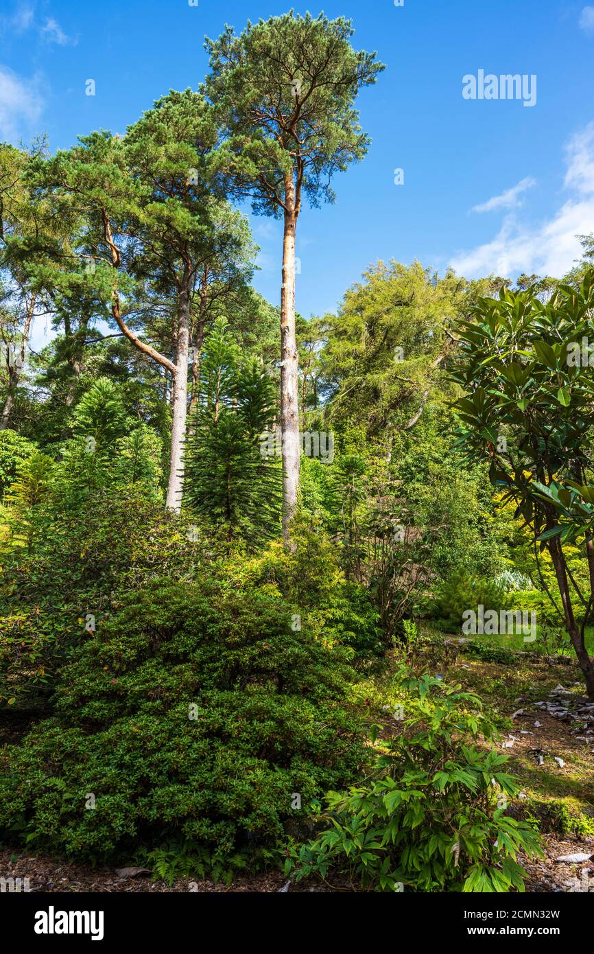 Giant pine trees in Inverewe Garden, Poolewe, Wester Ross, Scotland, UK ...