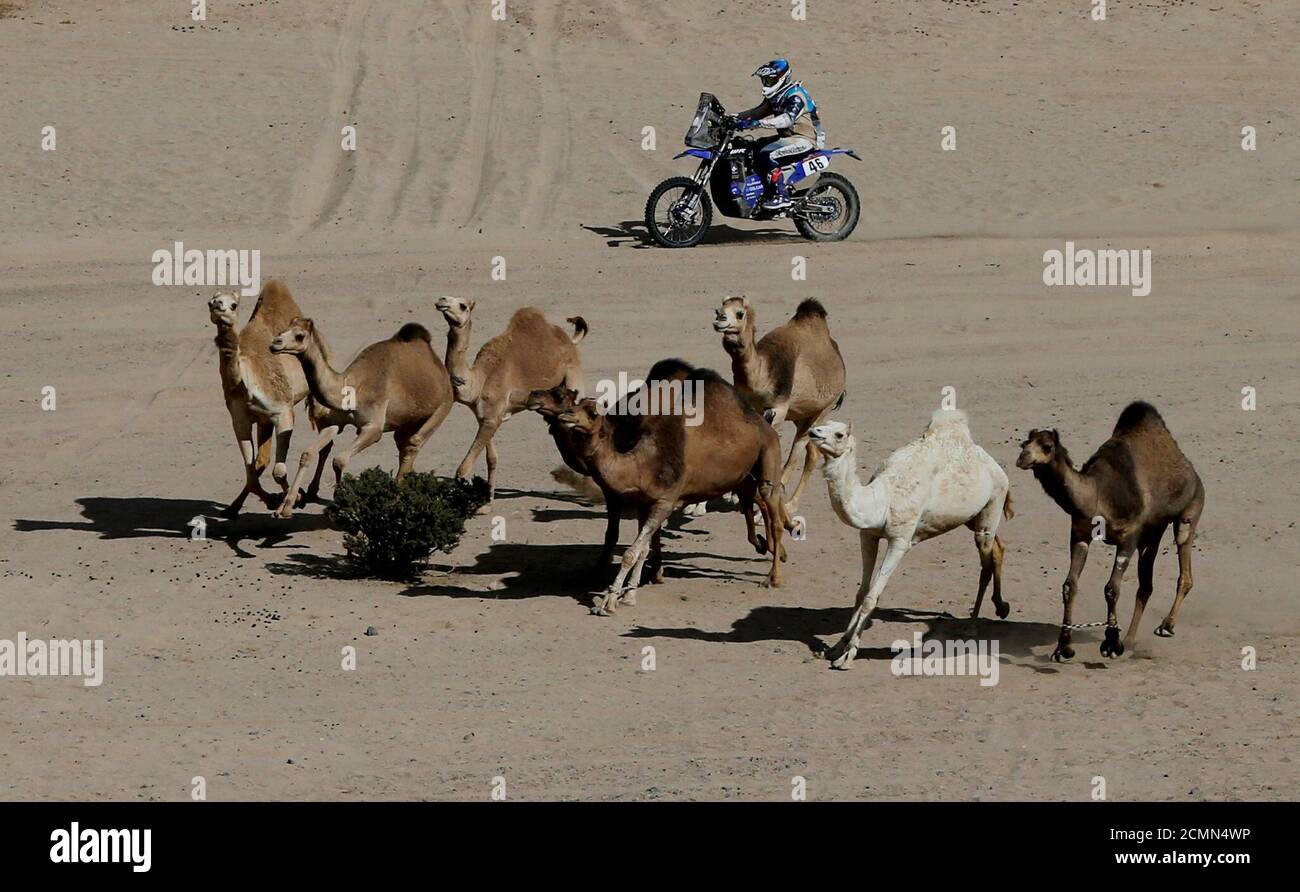 Saudi camel racing hi-res stock photography and images - Alamy