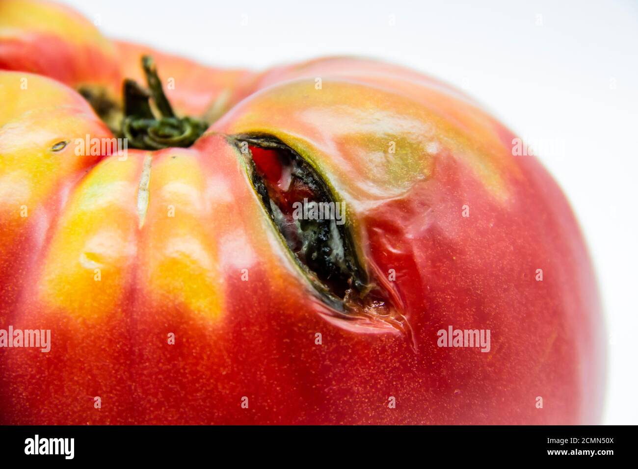 Spoiled part of tomato isolated on white background, fungus with mold ...
