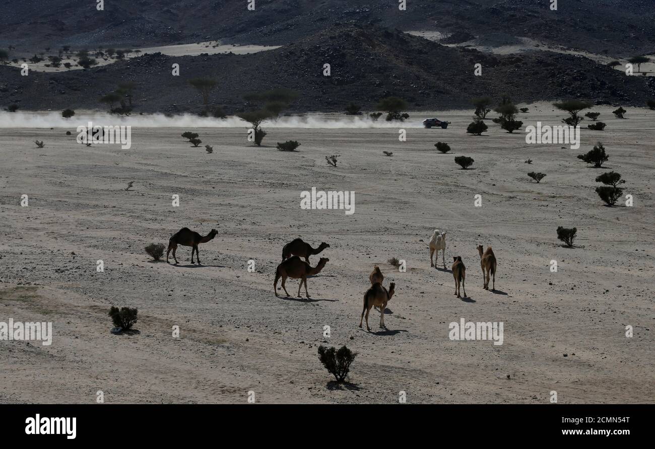 Saudi camel racing hi-res stock photography and images - Alamy