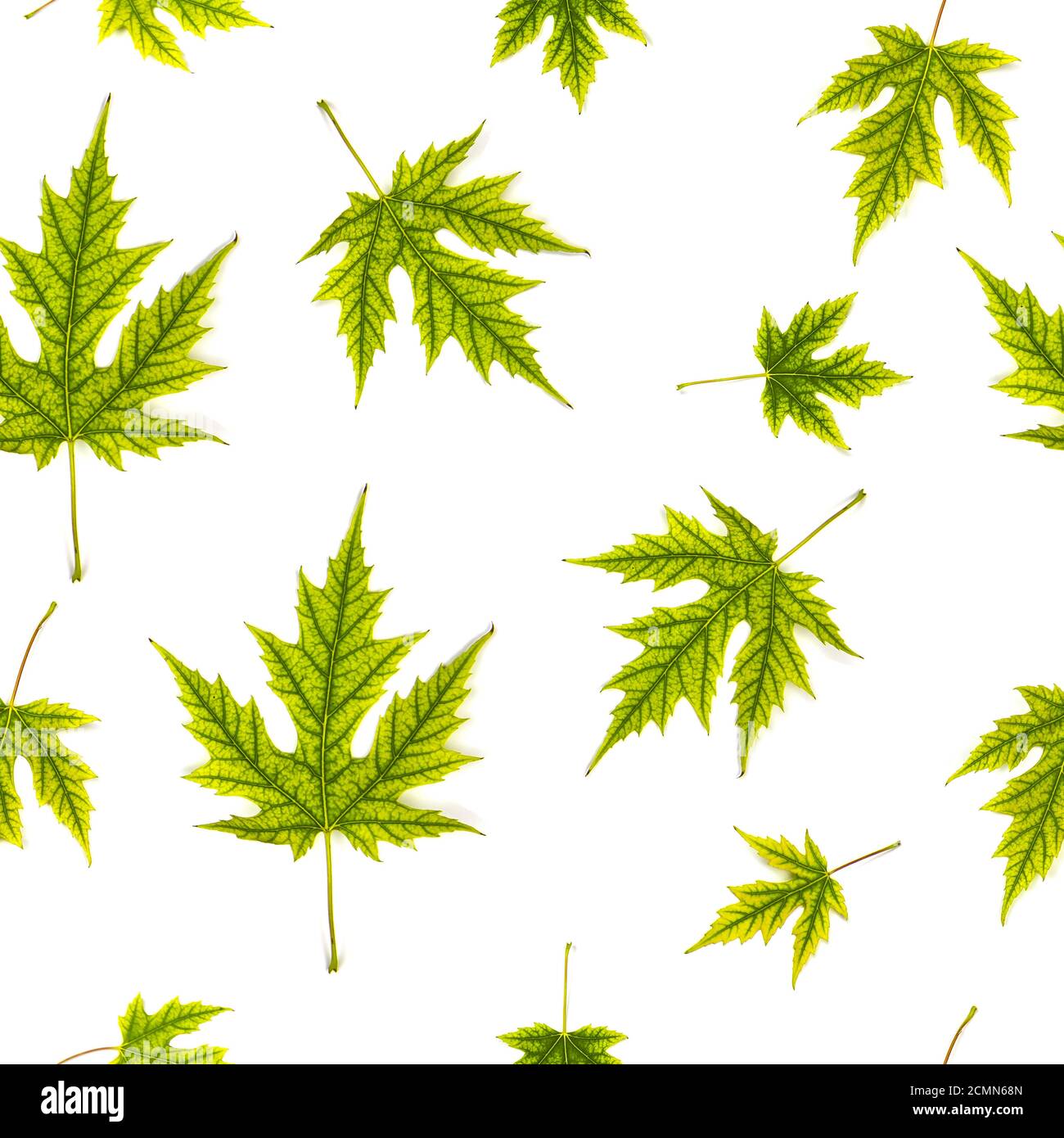 Silver maple tree hi-res stock photography and images - Alamy