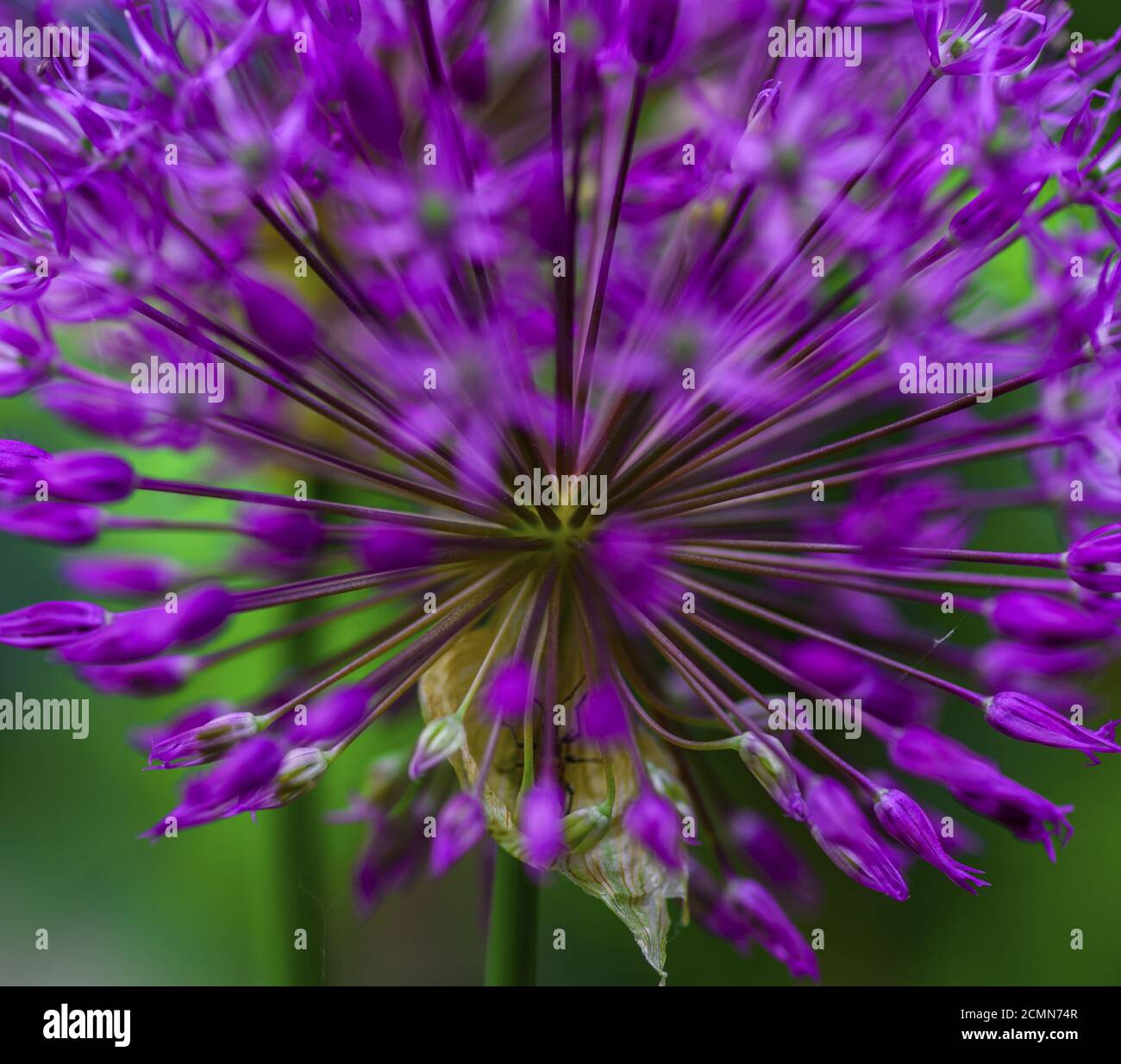 blossoming decorative bow spring Stock Photo - Alamy