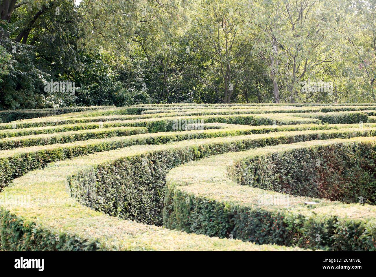 garden labyrinth of vegetation made of boxwood plants seen from above ...