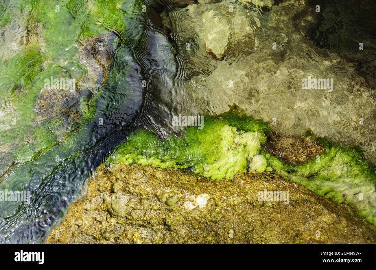 seawater and green algae under transparent water Stock Photo - Alamy