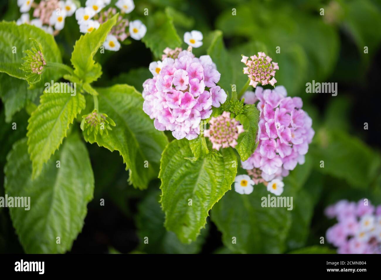 Lantana Camara, pink variety showing blooms and buds closeup. Kansas ...