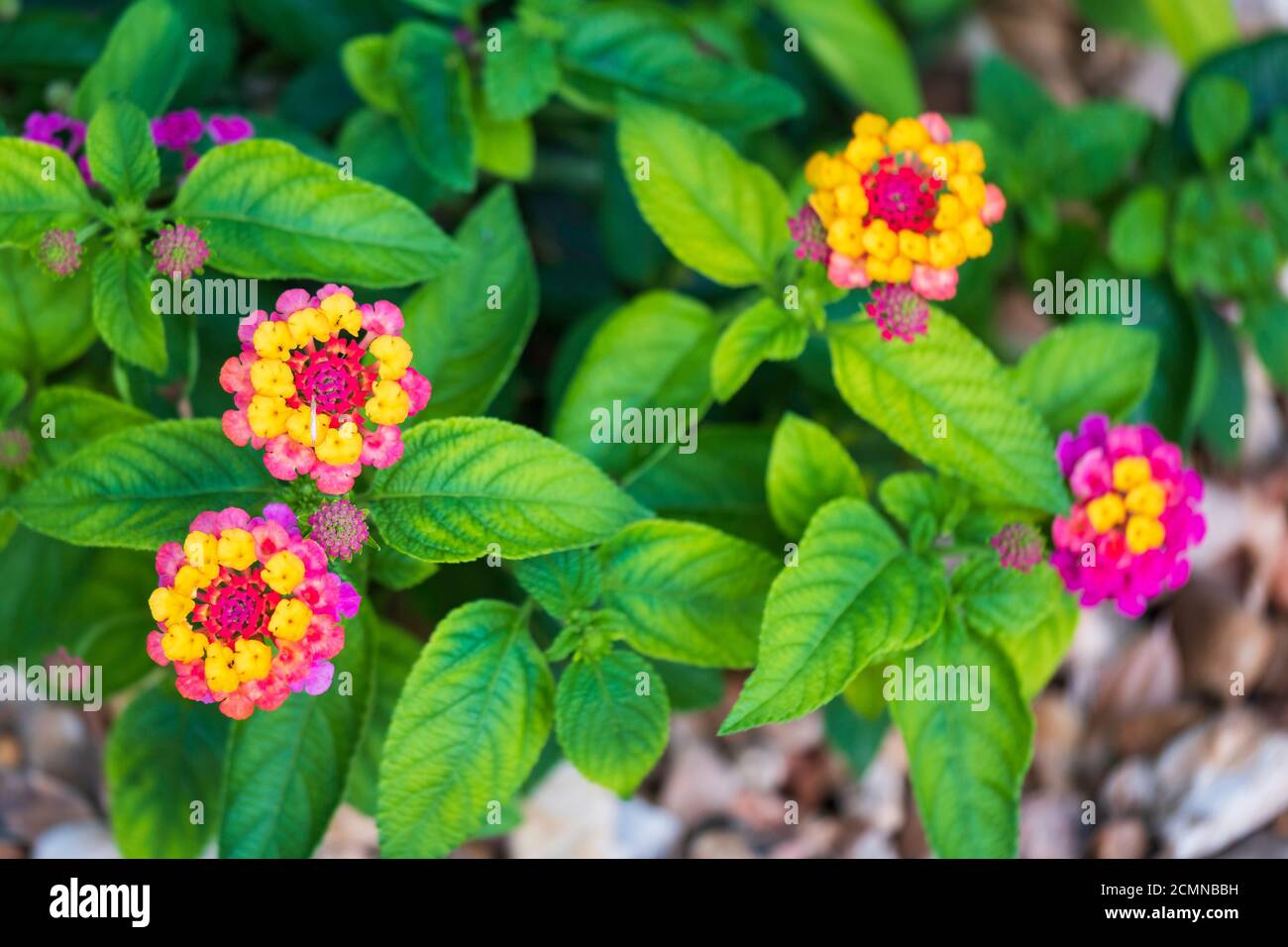 Lantana camara, 'Sunrise Rose' growing and blooming in an outdoor ...