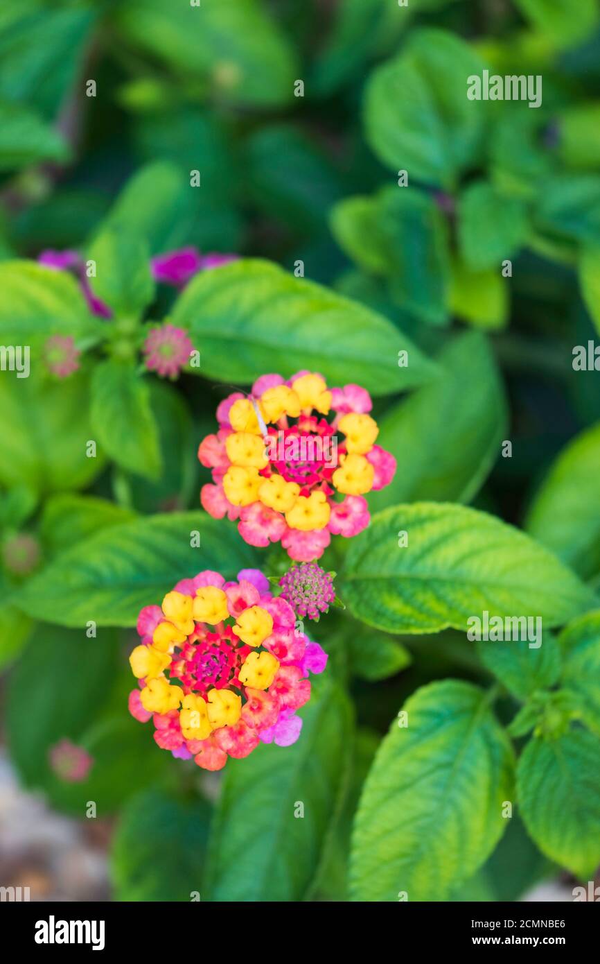 Lantana camara, 'Sunrise Rose' growing and blooming in an outdoor ...