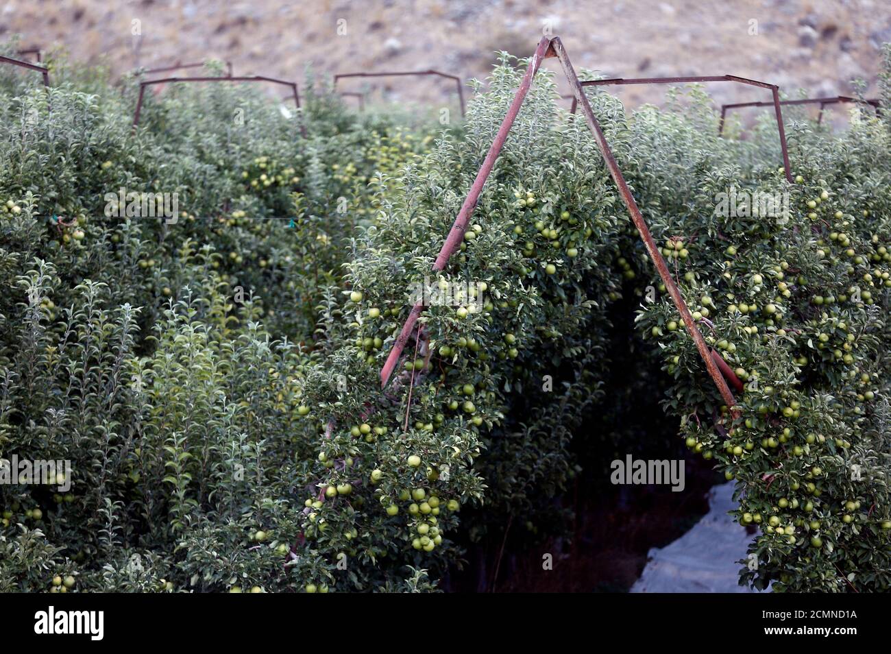 Auvil orchards hi-res stock photography and images - Alamy