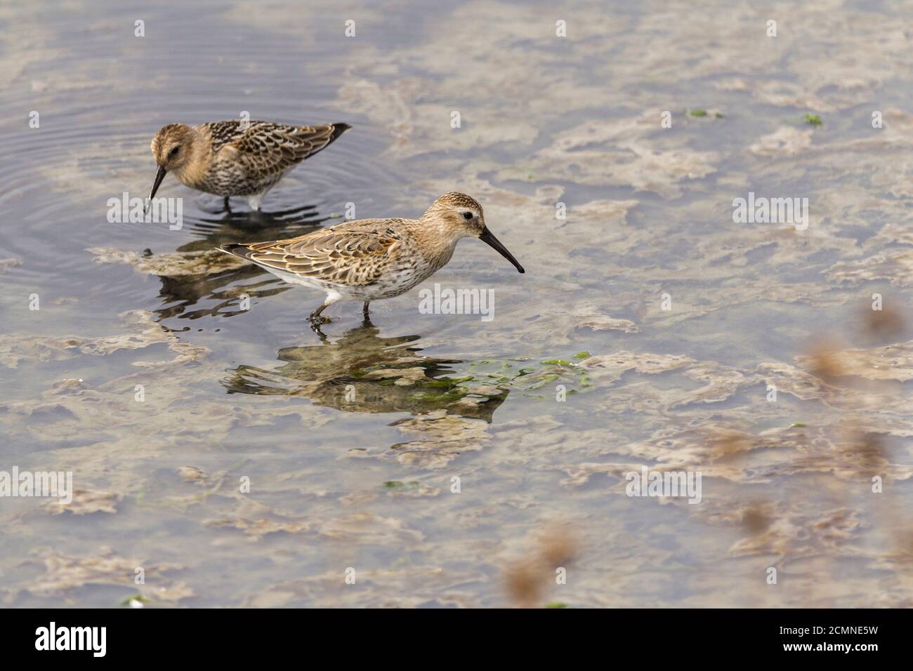 Late summer 2020 uk dunlin hi-res stock photography and images - Alamy