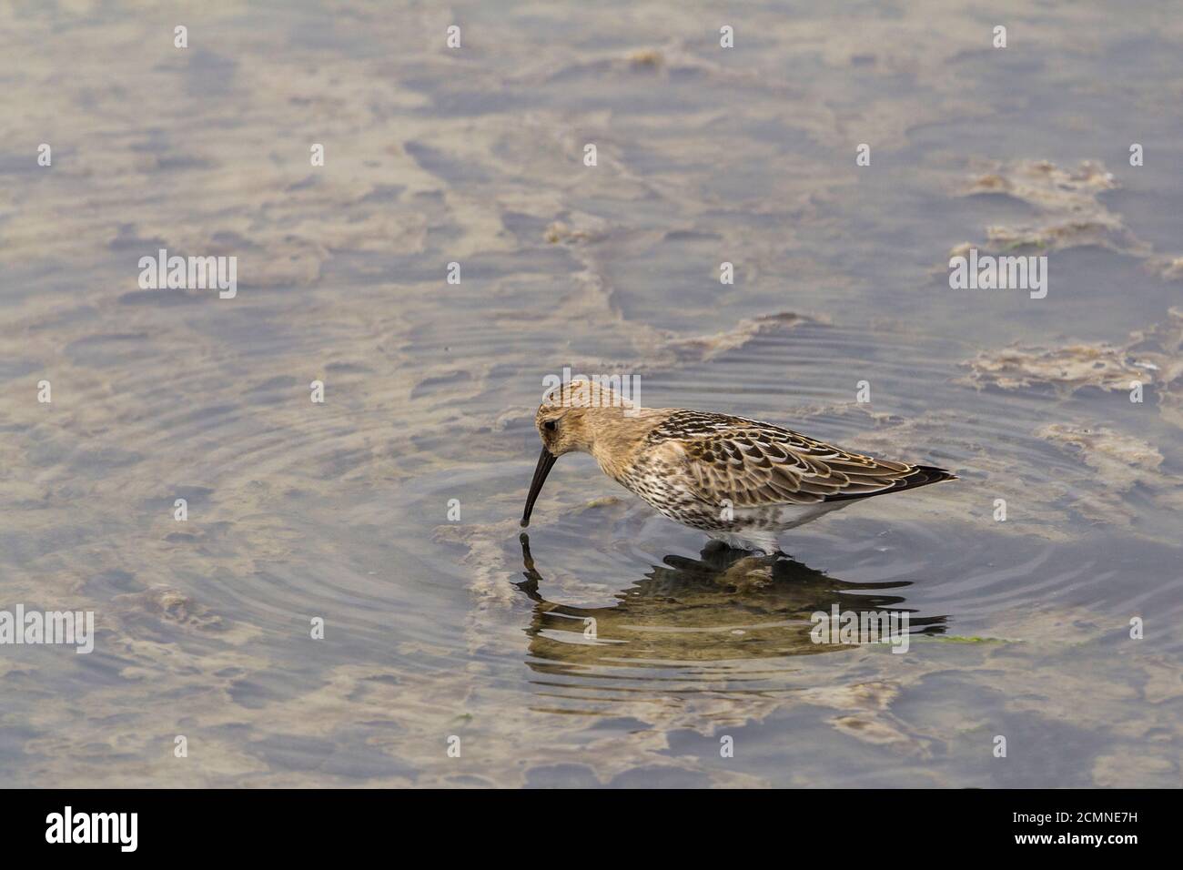 Dunlin Calidris alpina small wading bird visits coastal estuaries and ...