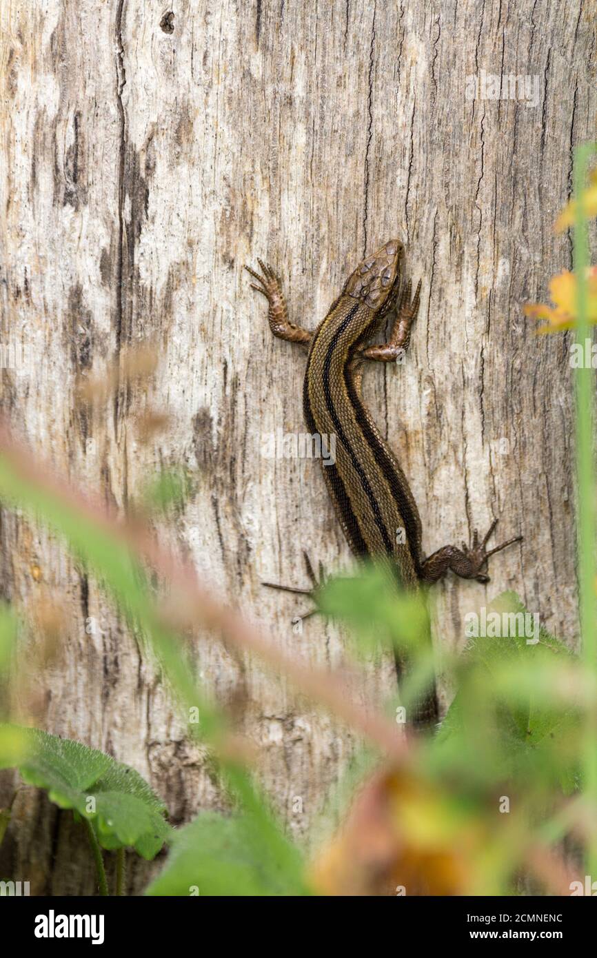 Dark Grey Claws High Resolution Stock Photography and Images - Alamy
