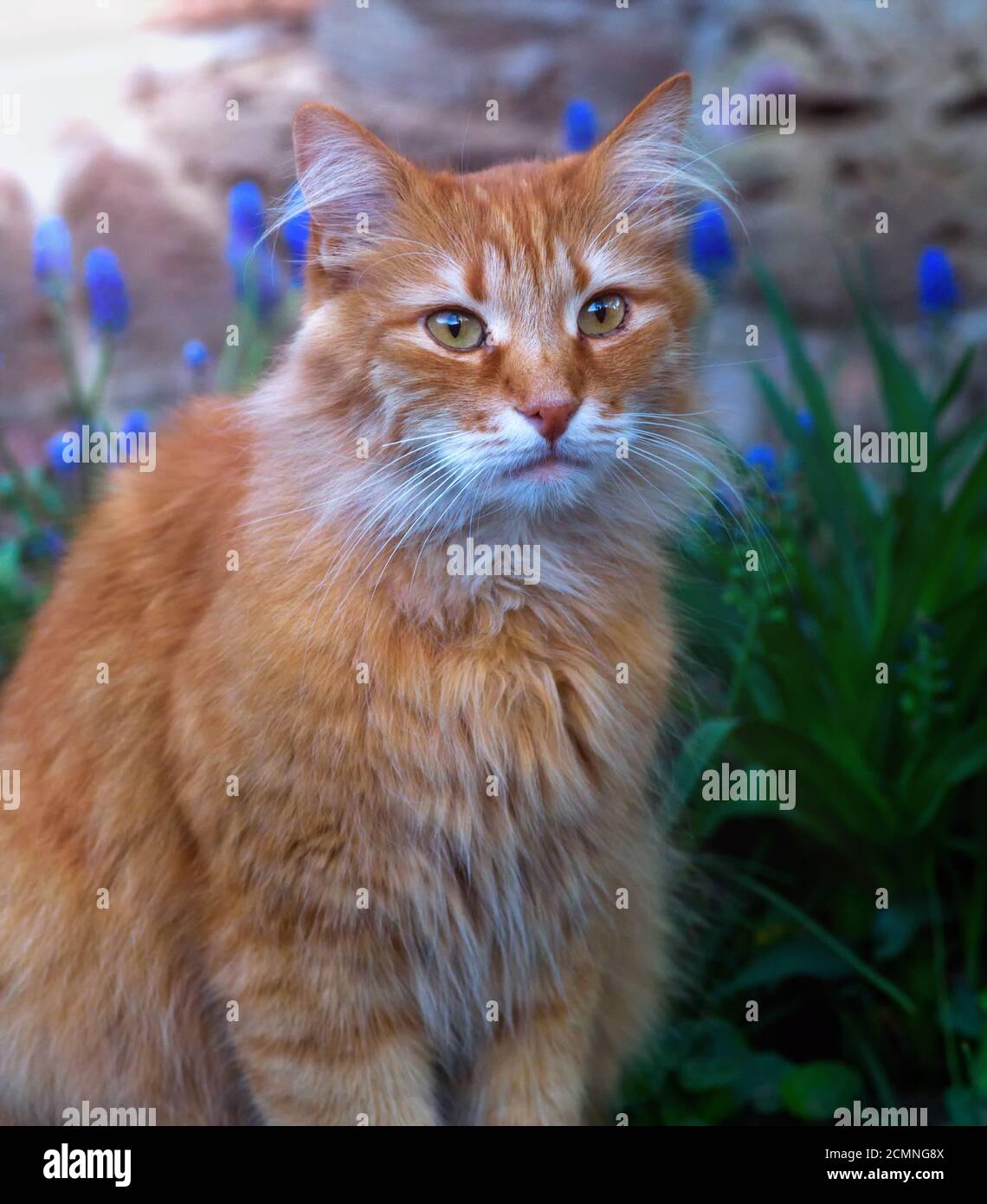 Big red cat sitting on hi-res stock photography and images - Alamy
