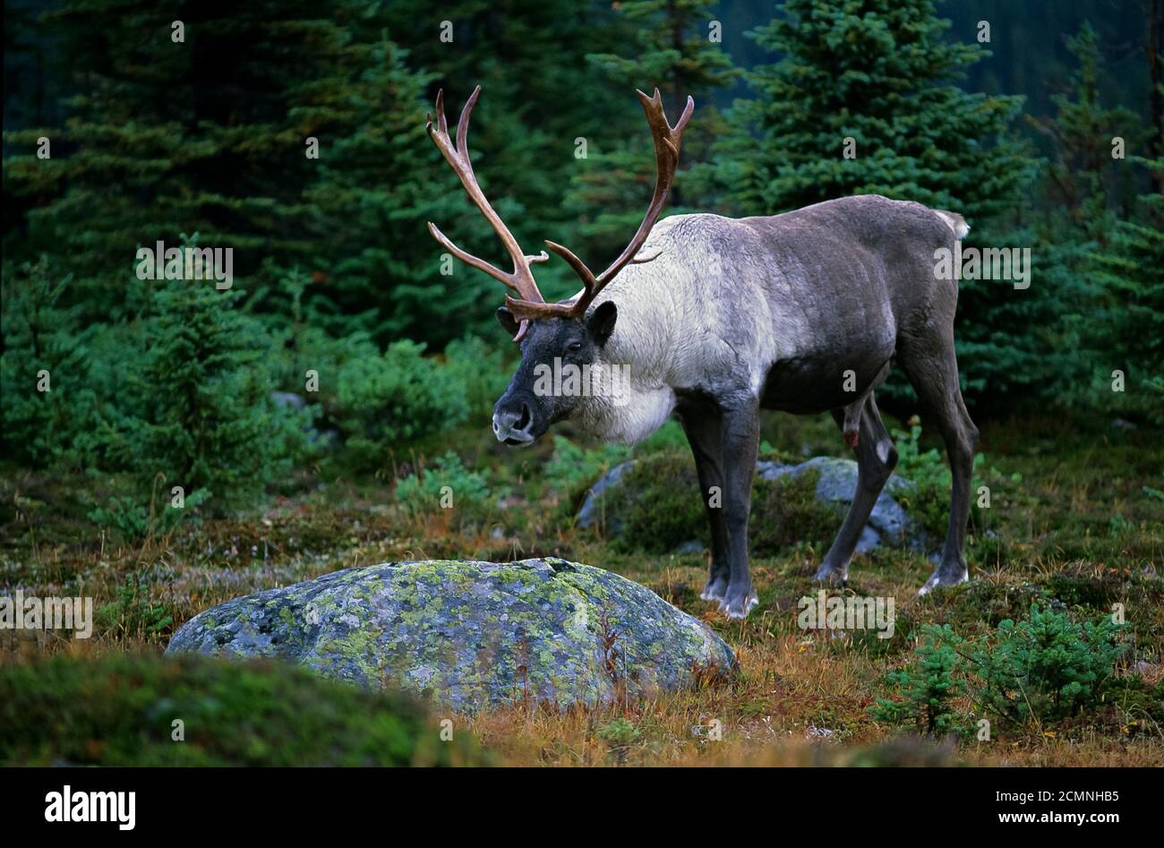 Tonquin valley herd hi-res stock photography and images - Alamy