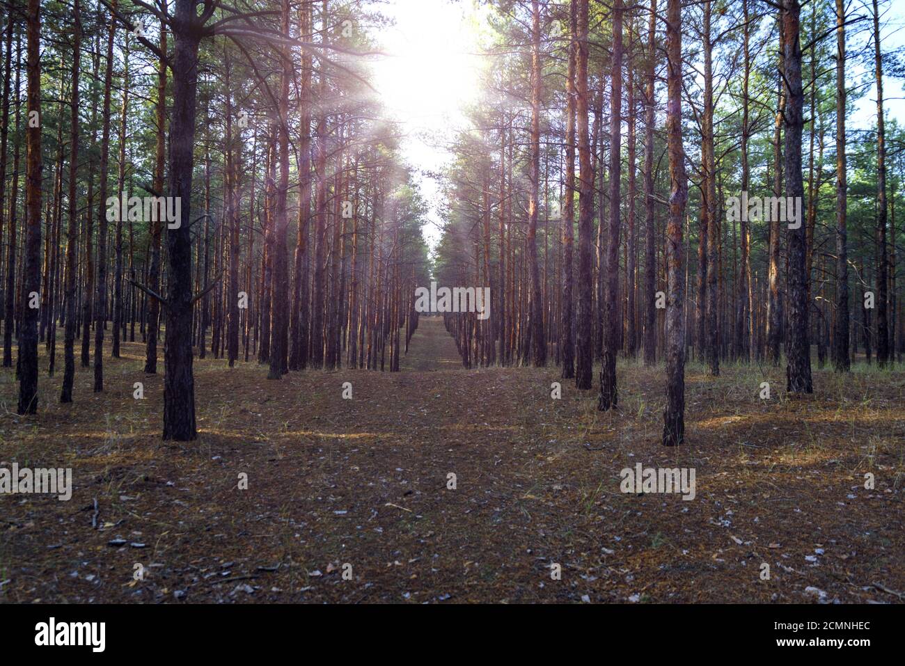 Rows of pine trees row hi-res stock photography and images - Alamy