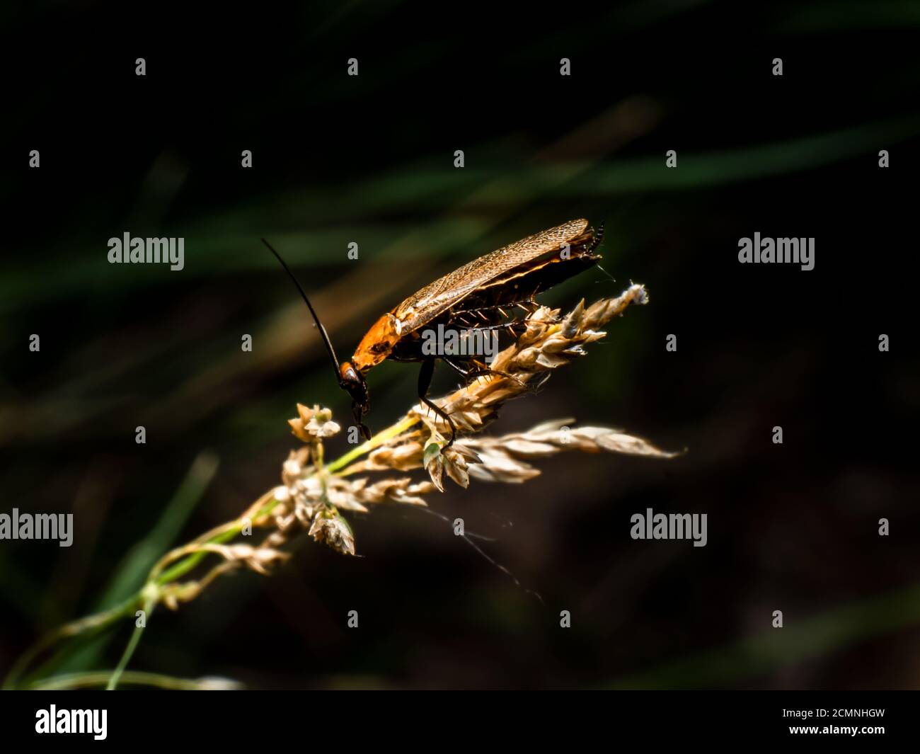Outdoor insect photography hi-res stock photography and images - Alamy