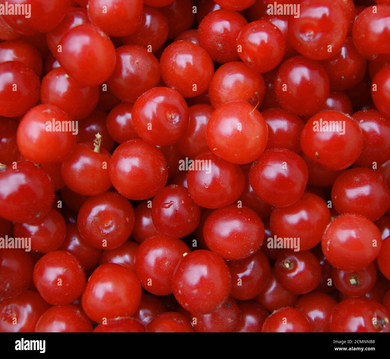 Berries cherry ripe Stock Photo - Alamy