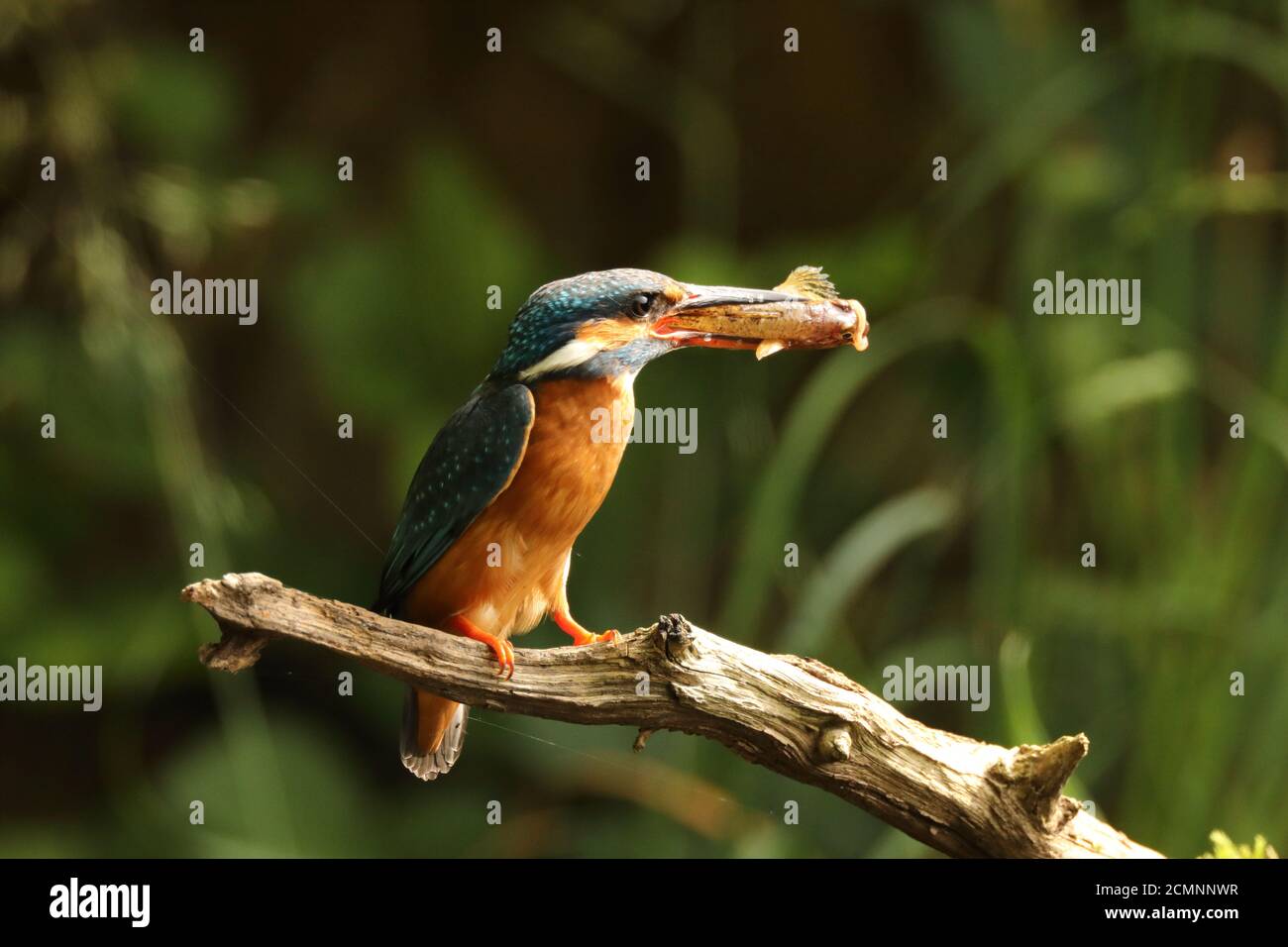 Common Kingfisher (Alcedo atthis), Eurasian kingfisher Stock Photo - Alamy
