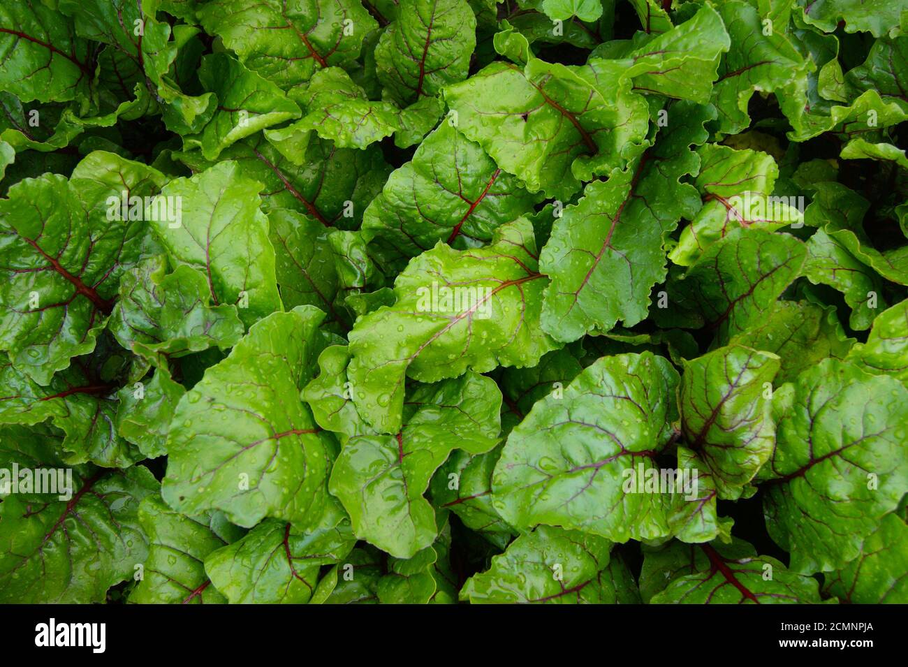 Background from foliage beet Stock Photo - Alamy