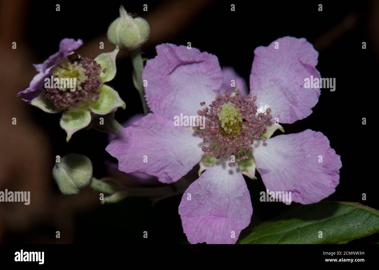 Brambly shrub hi-res stock photography and images - Alamy