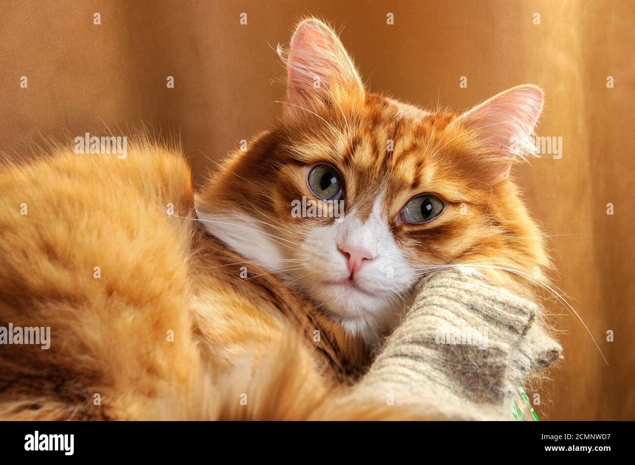 Lying, fluffy red-headed cat in the box. Close-up Stock Photo - Alamy