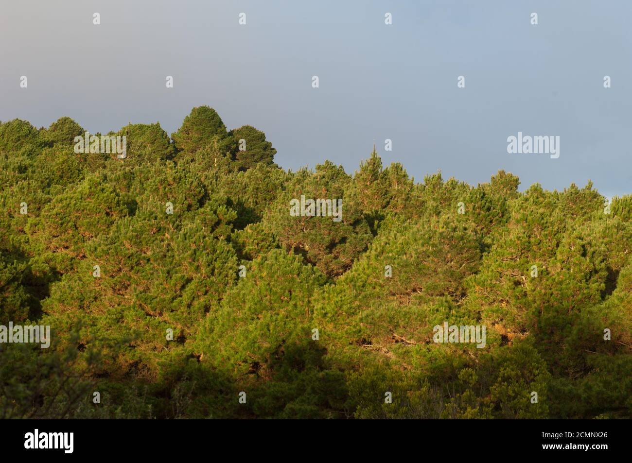 Pinus Halepensis Conifer High Resolution Stock Photography and Images ...