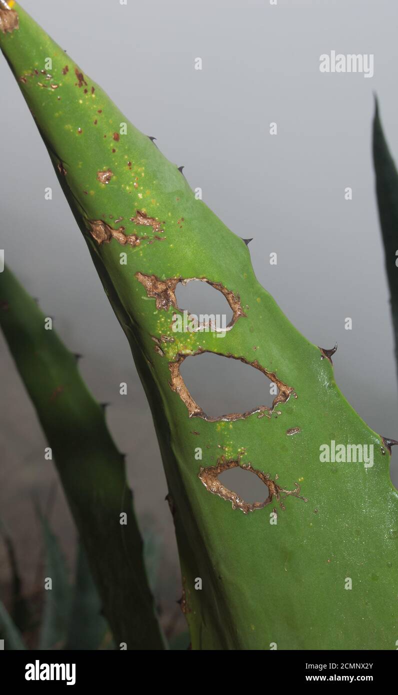 Leaf of sentry plant Agave americana with holes. Valverde. El Hierro ...