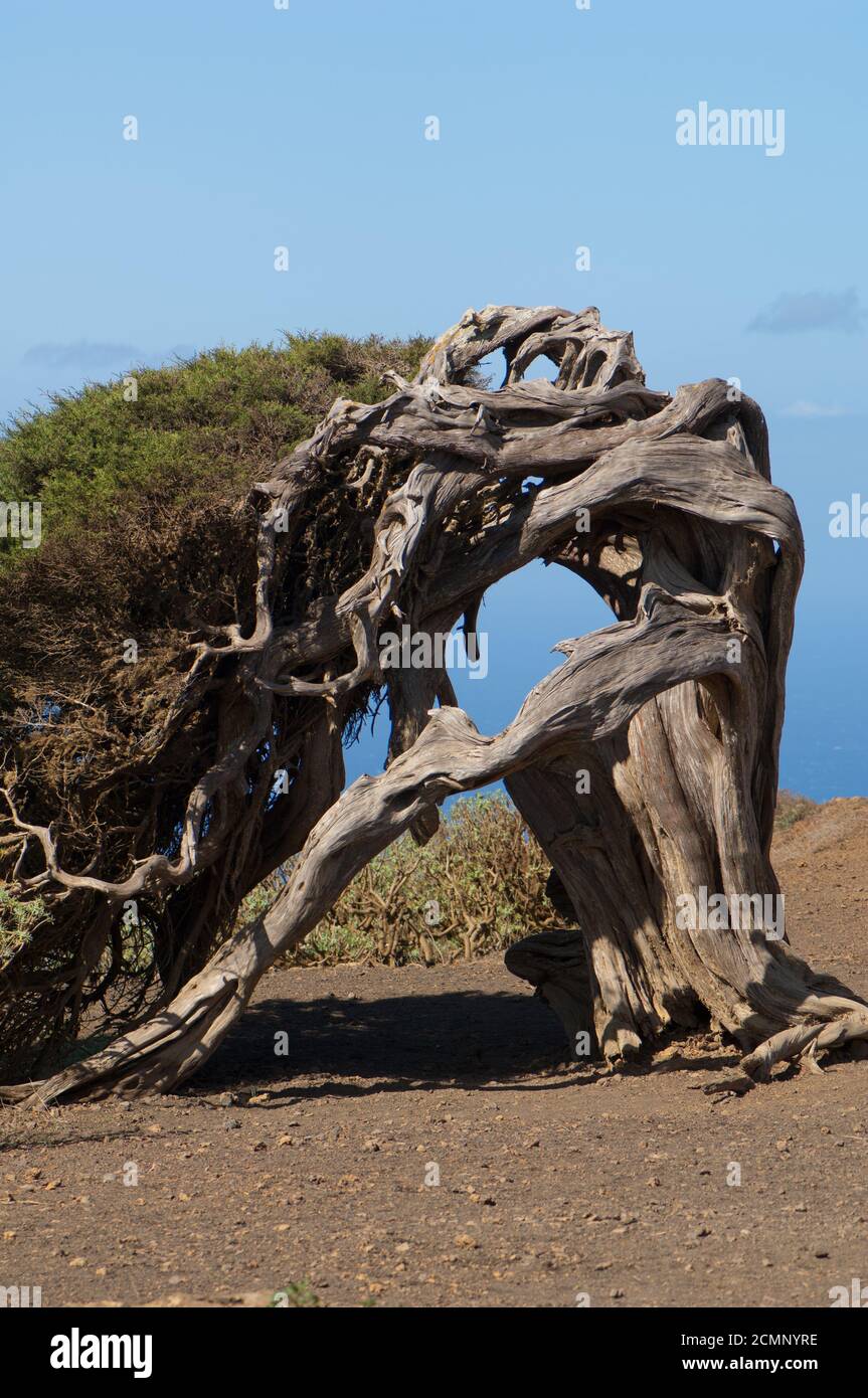 Savin trees hi-res stock photography and images - Alamy