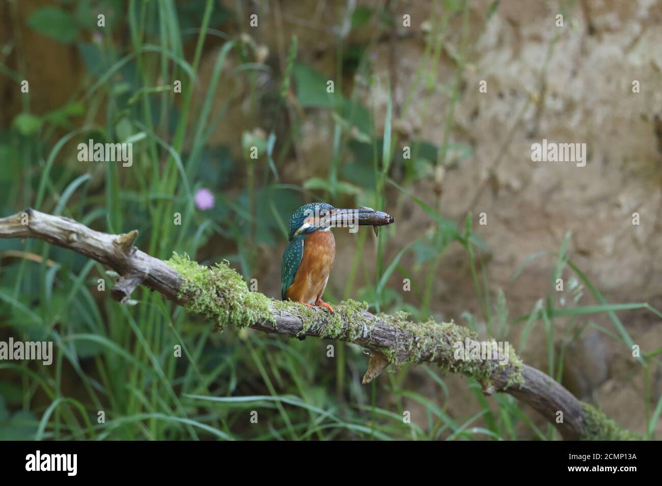 Common Kingfisher (Alcedo atthis), Eurasian kingfisher Stock Photo - Alamy