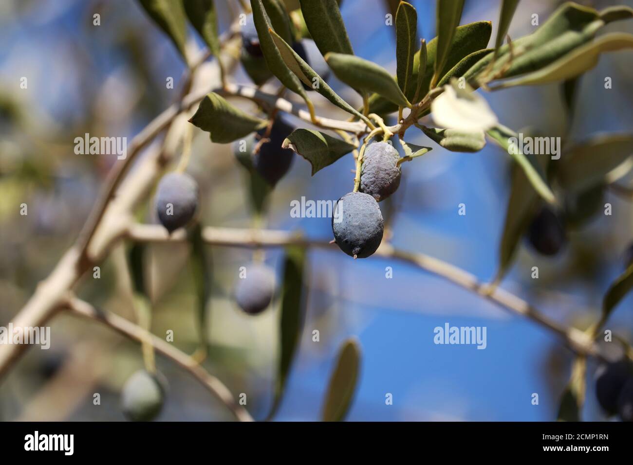 Olives fruit tree hi-res stock photography and images - Alamy
