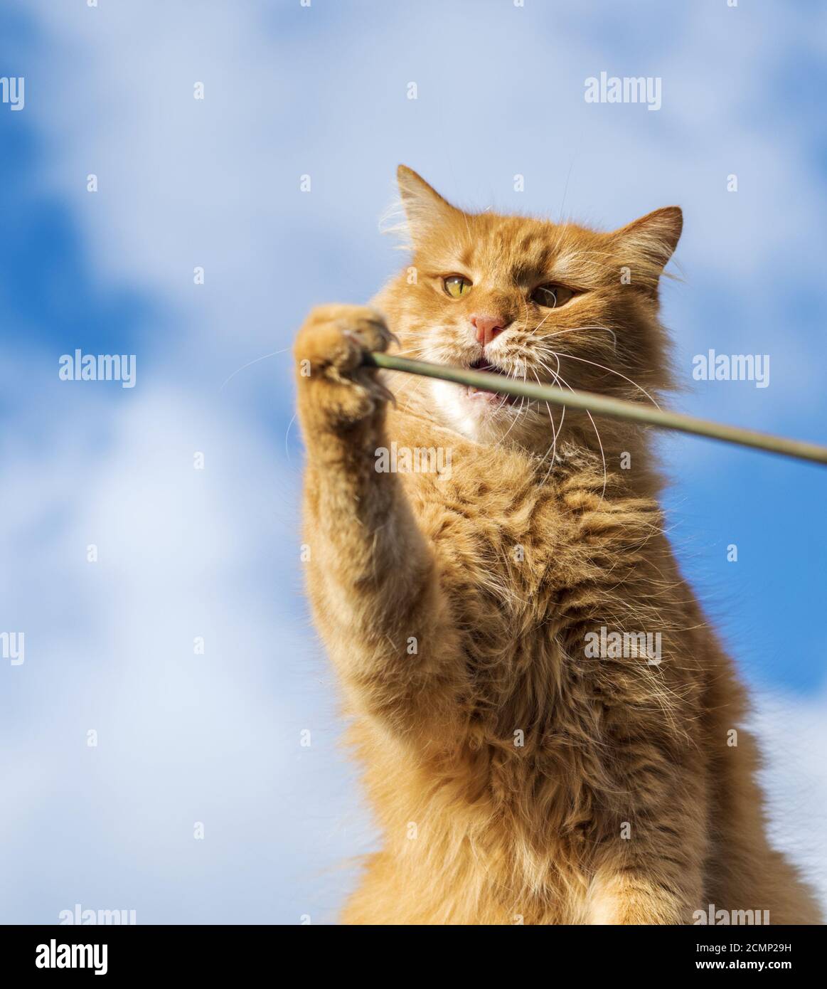 Stick cat hi-res stock photography and images - Alamy