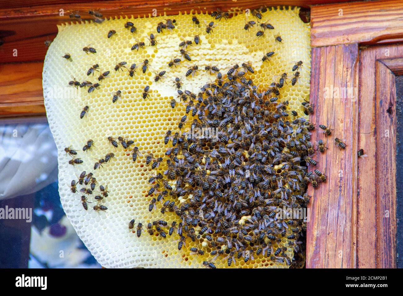 Bees on a honeycomb in a window of a house during the lockdown Stock ...