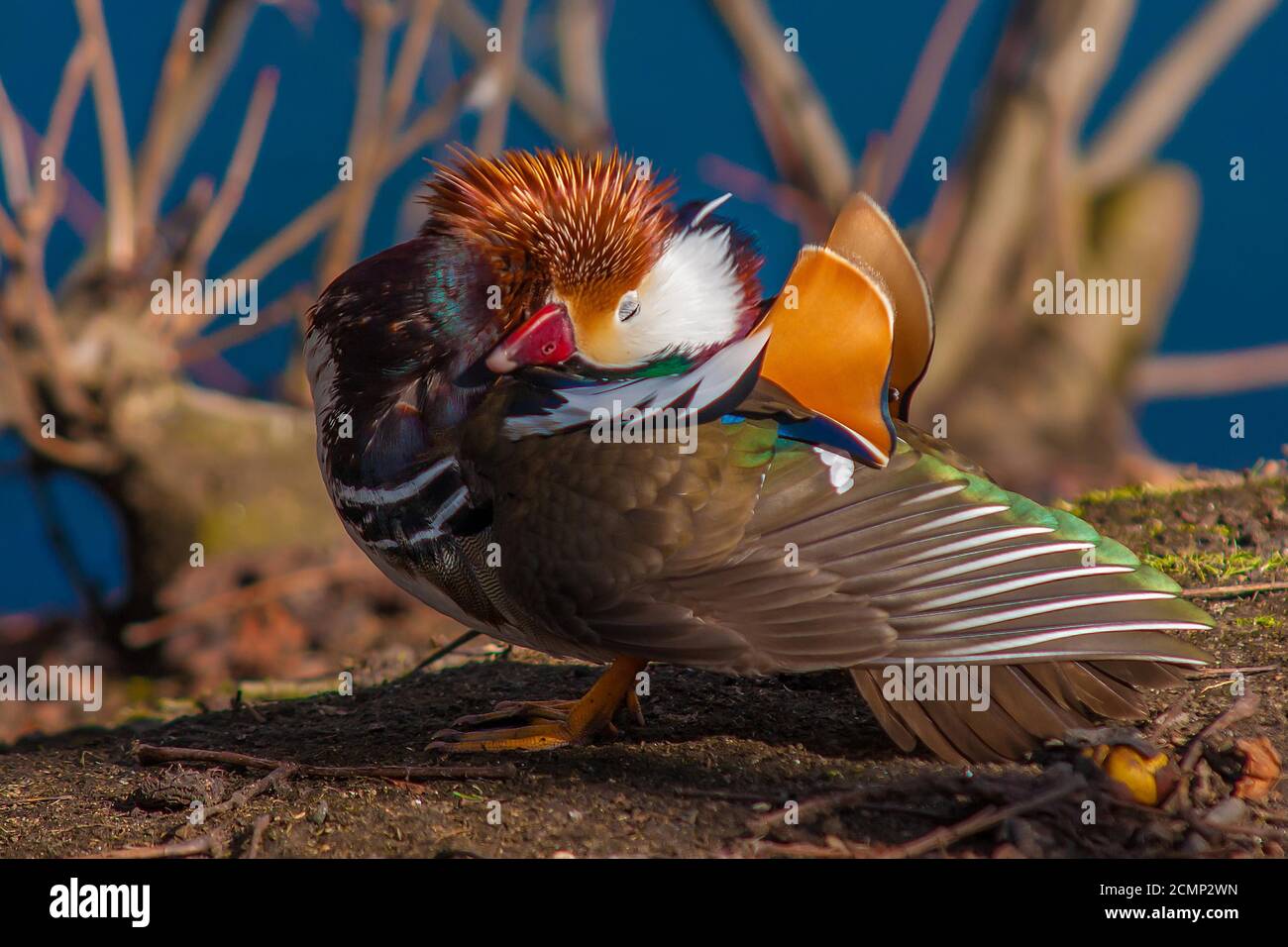 Mandarina duck hi-res stock photography and images - Alamy