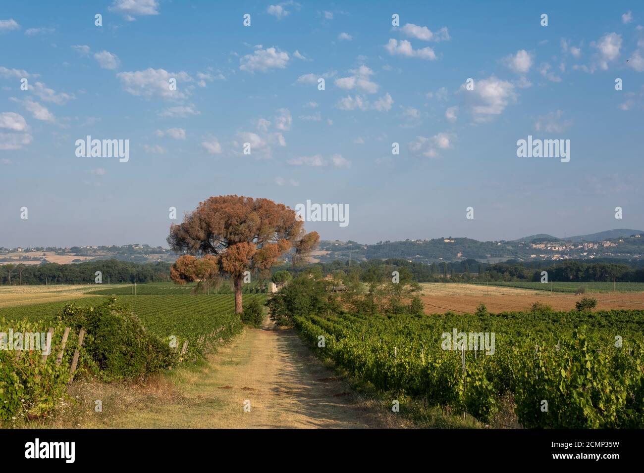 Beautiful summer landscape in Tuscany, Italy Stock Photo - Alamy