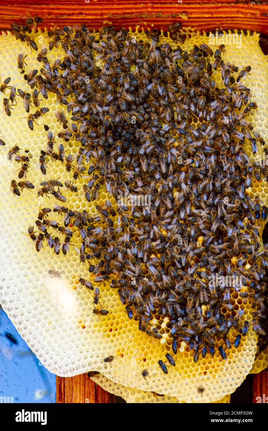 Bees on a honeycomb in a window of a house during the lockdown Stock ...